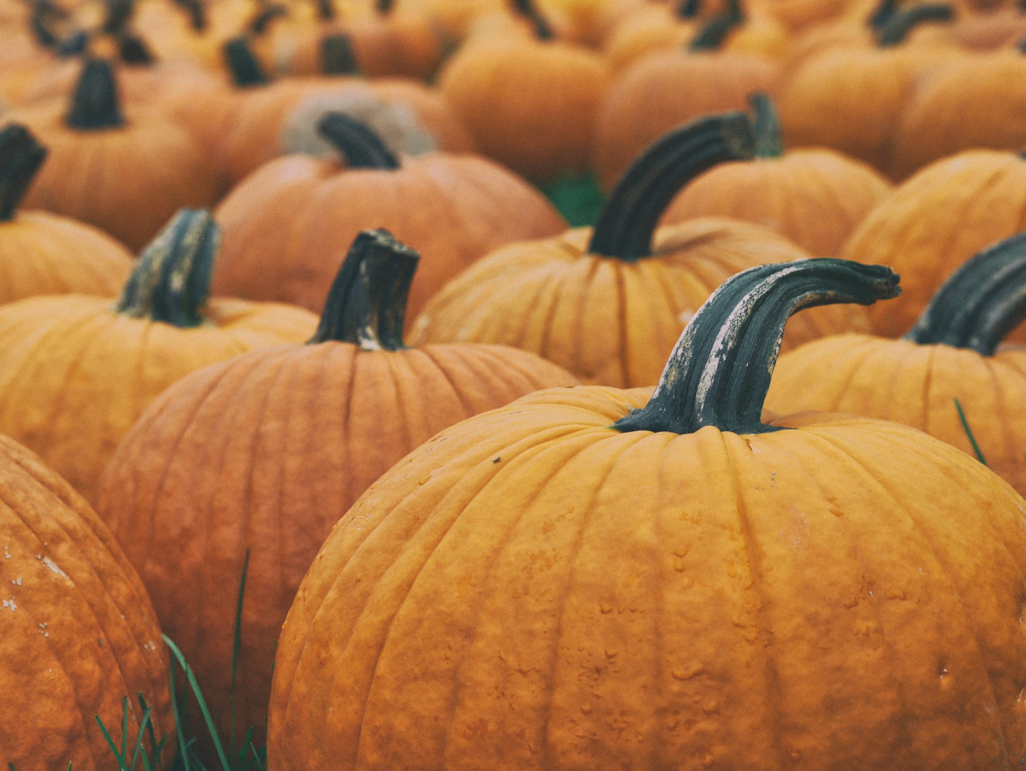 Fun Things to Do in Santa Barbara: October 2021