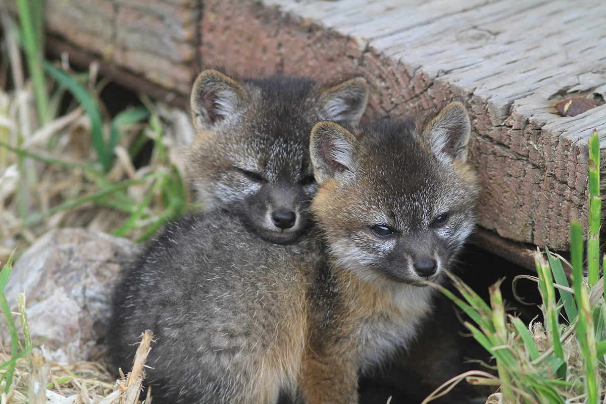 The Island Fox: An Icon’s Triumph on Santa Cruz Island