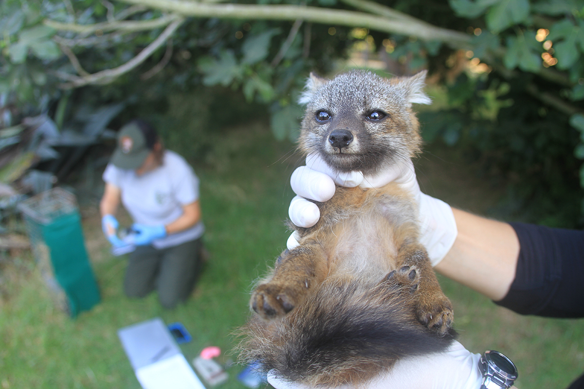 The Island Fox: An Icon’s Triumph on Santa Cruz Island