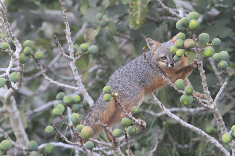 The Island Fox: An Icon’s Triumph on Santa Cruz Island