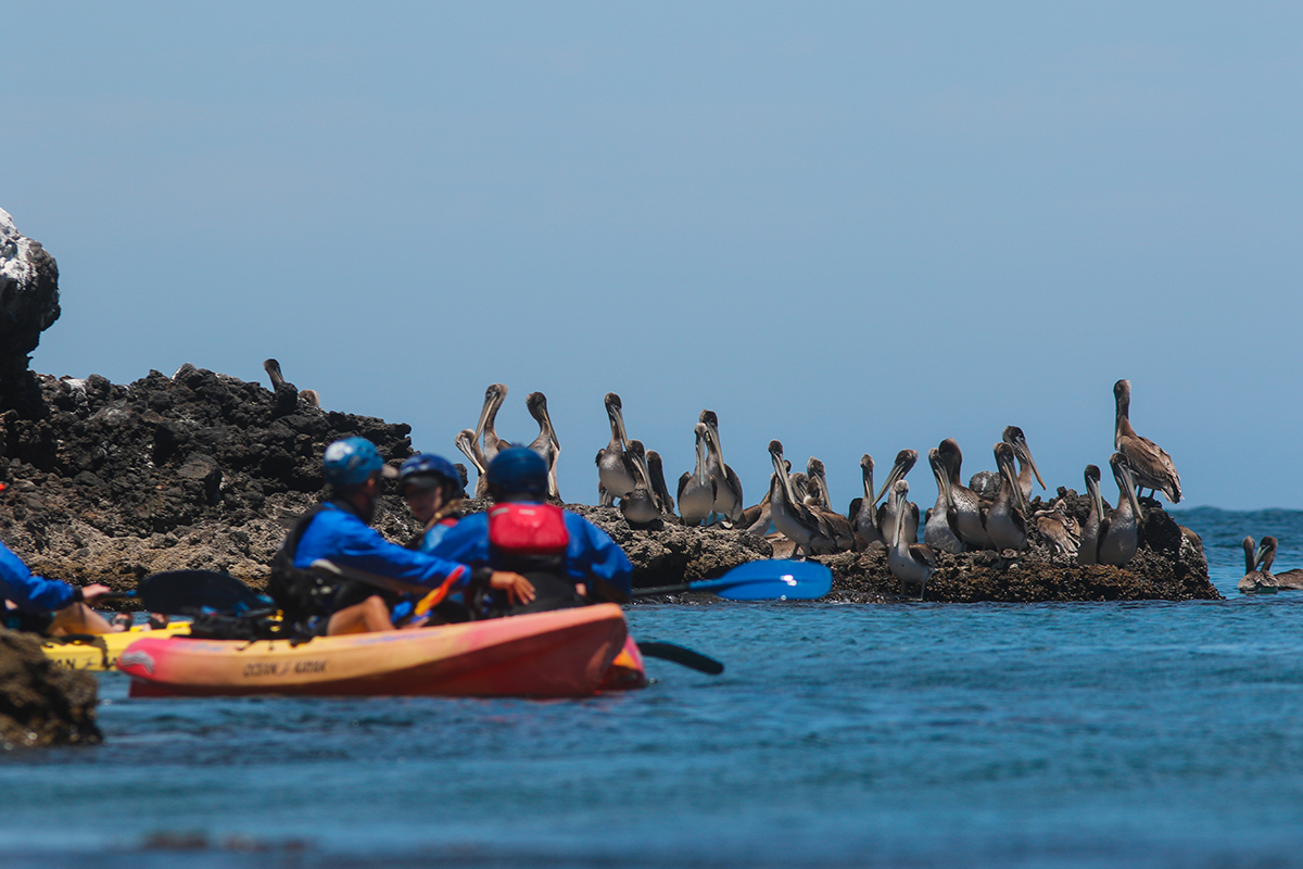 Kayaking Potato Harbor: The Ultimate Channel Islands Adventure - Santa ...