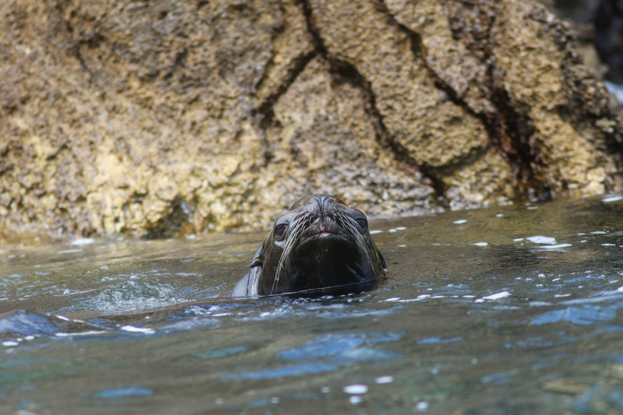 4 Reasons Why Winter at Channel Islands Is the Ultimate Family Adventure
