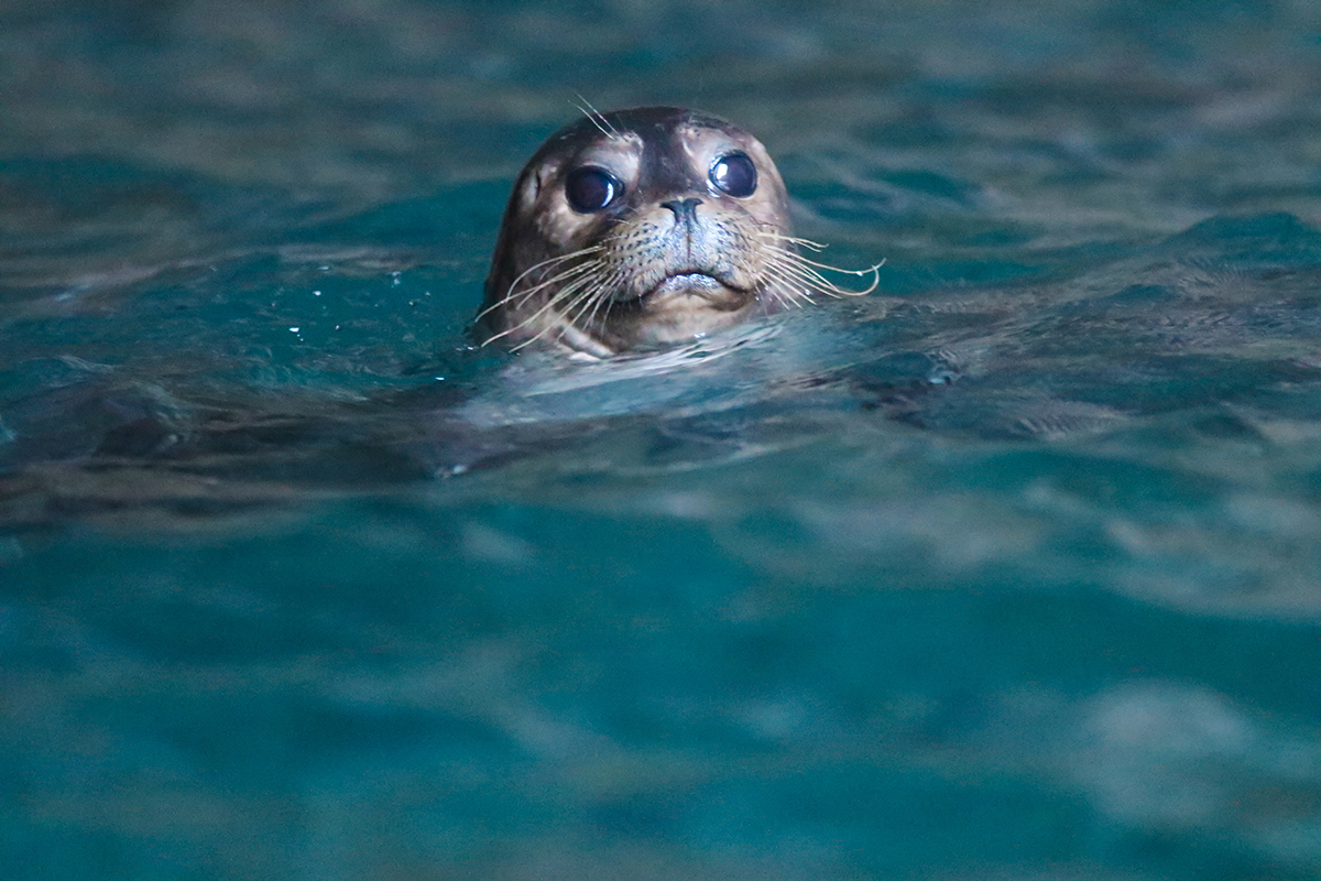Channel Islands Wildlife: Harbor Seals