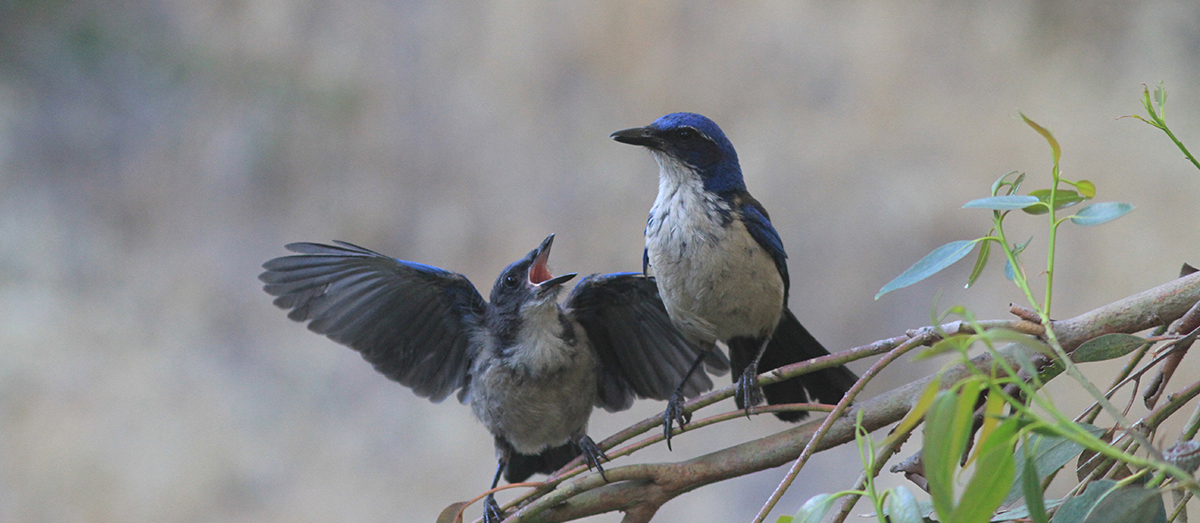Island Scrub Jays: The Hardest-Working Birds in North America